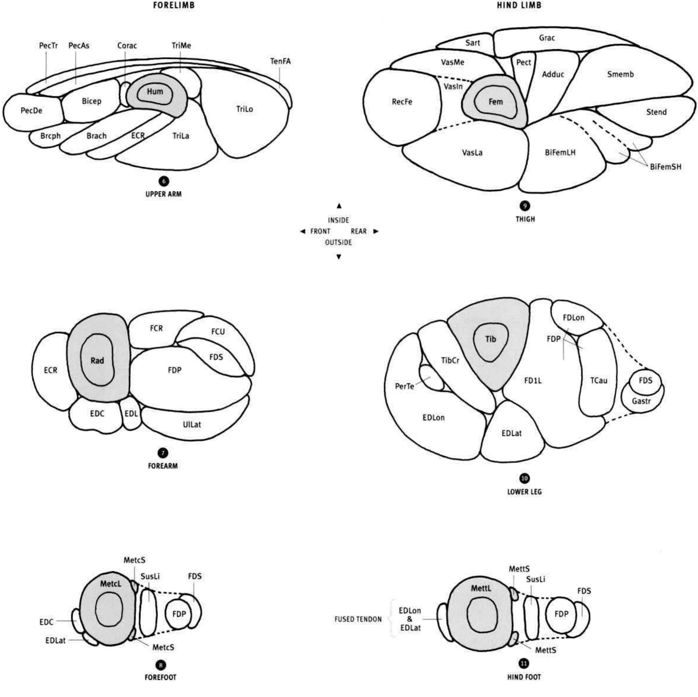 Adduc adductor; bicep biceps brachii; bifemlh biceps