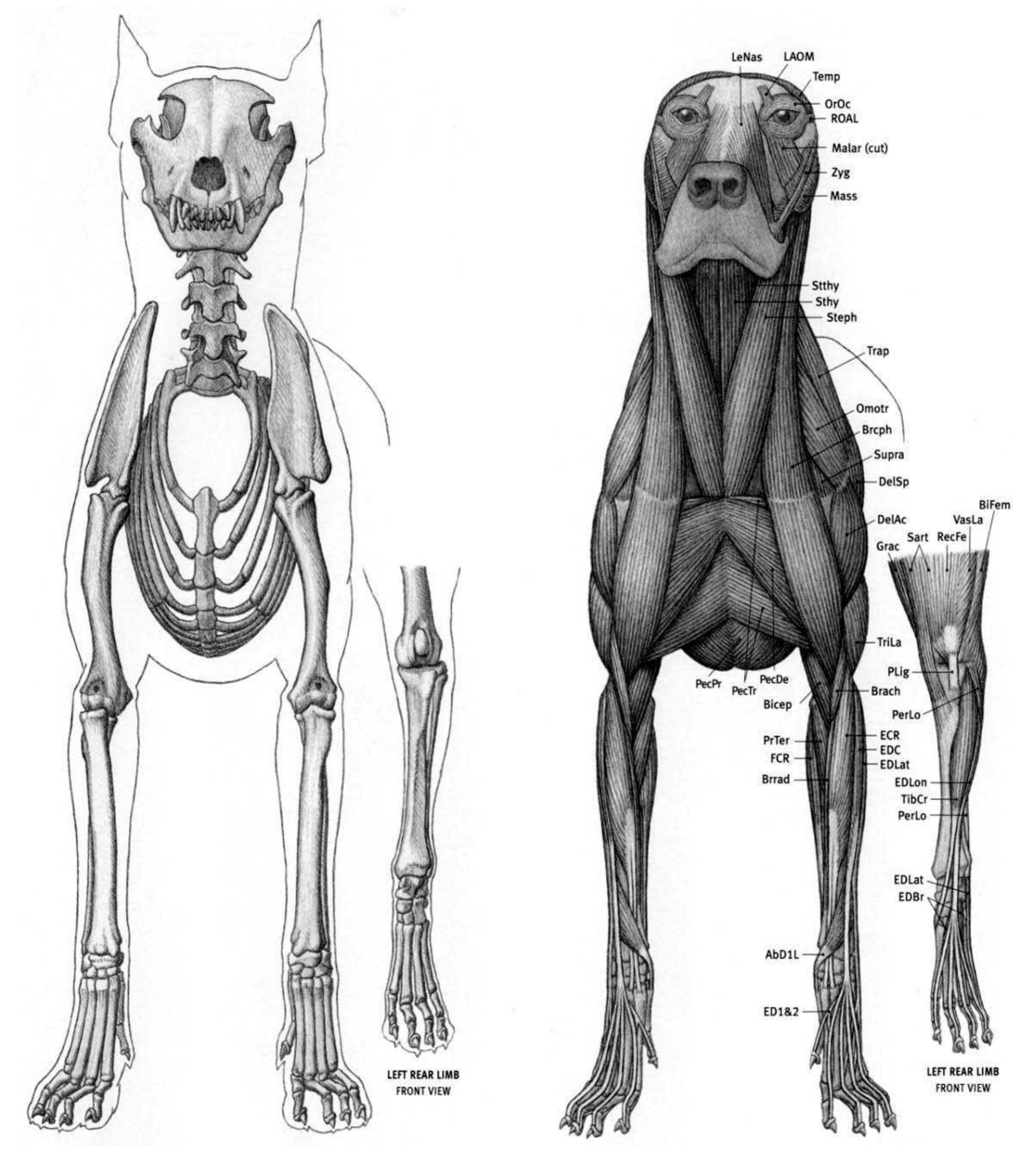 Abd1l abductor digiti | longus; bicep biceps brachii; bifem