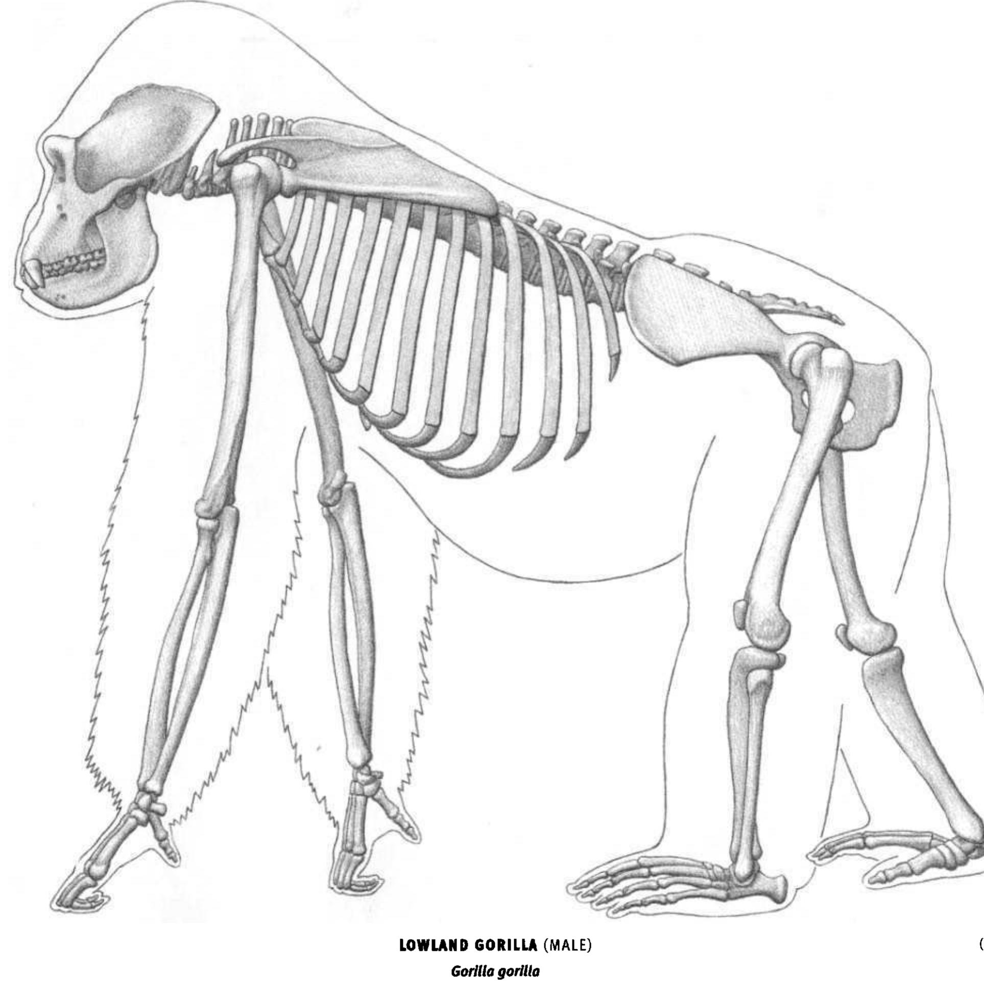 (PDF) ANIMAL ANATOMY FOR ARTISTS