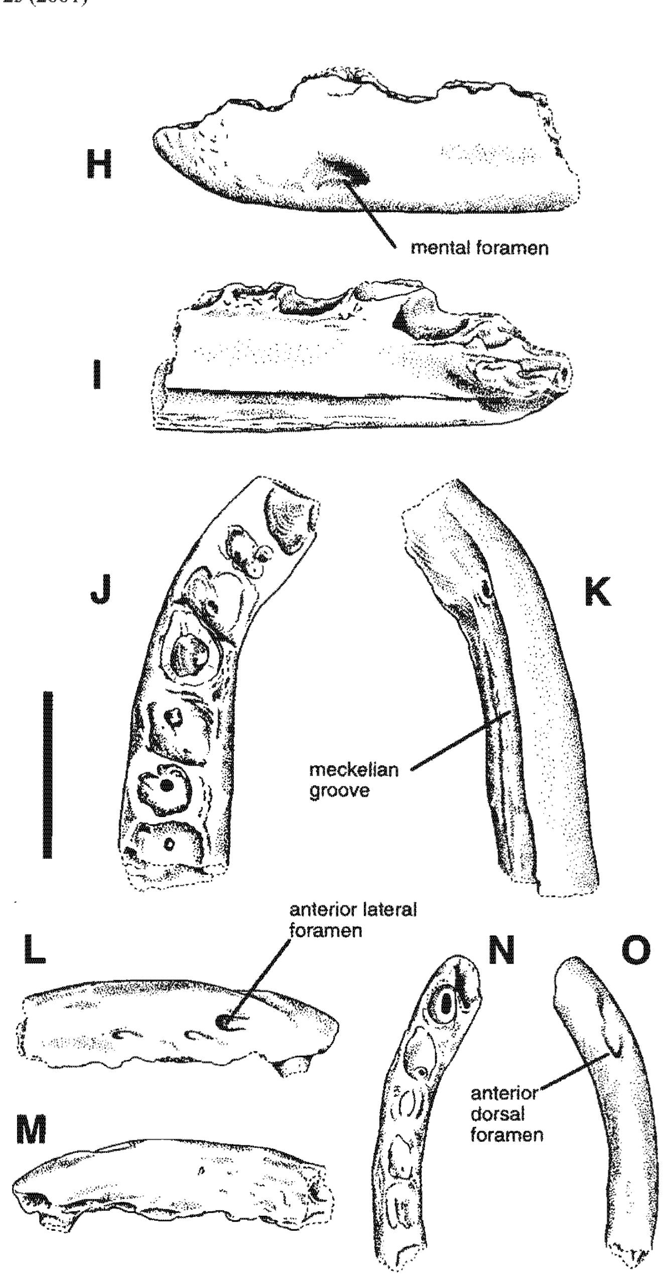 Figure 3 - from Montypythonoides: the Miocene snake Morelia