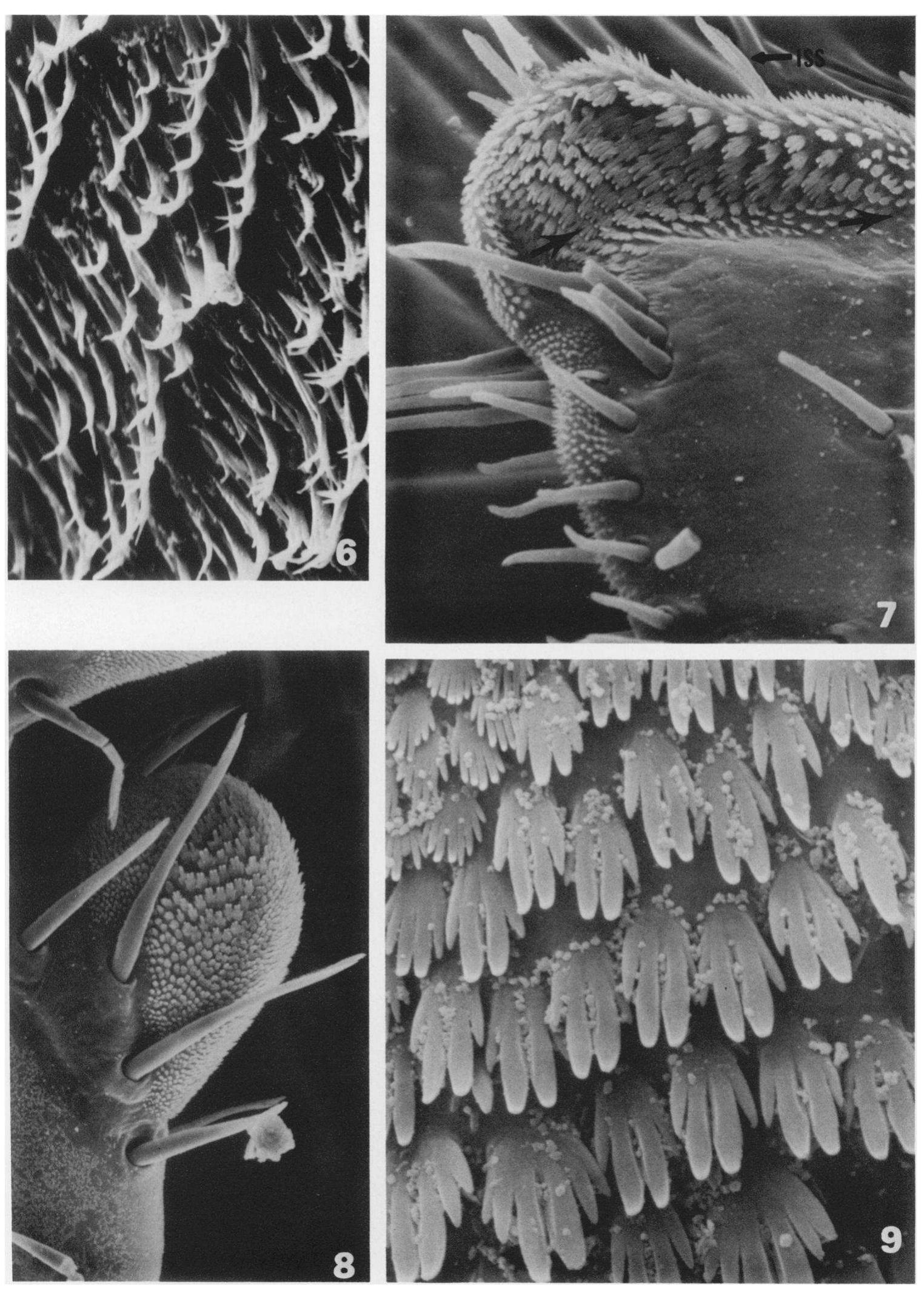 (PDF) The Functional Morphology of Gnathopods: Importance in Grooming ...