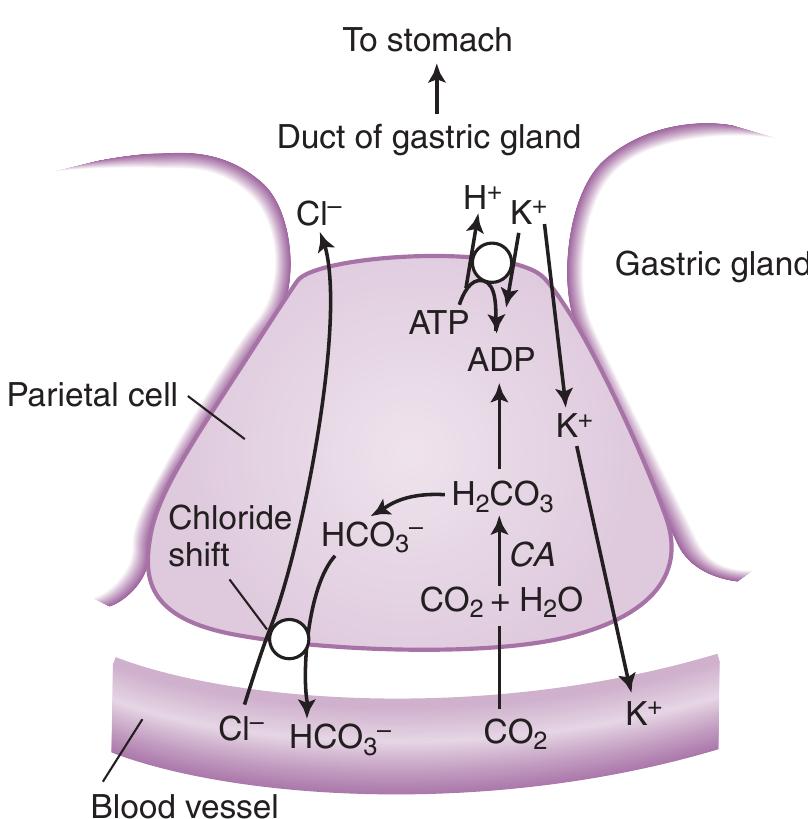 7-13: mechanism of secretion by parietal cells. plasma co,