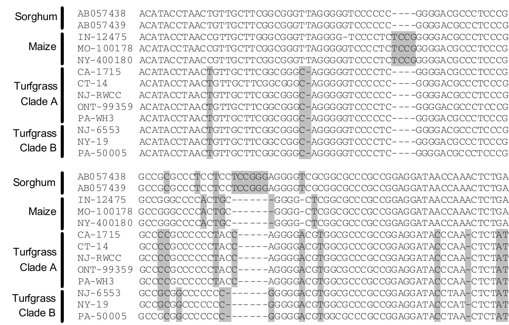 Amplification of the its1, its2, and 5.88 rdna region