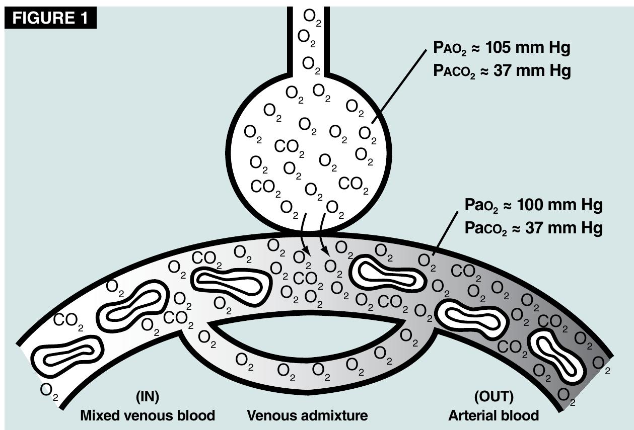 Cross-section of the alveoli-pulmonary circulation interface