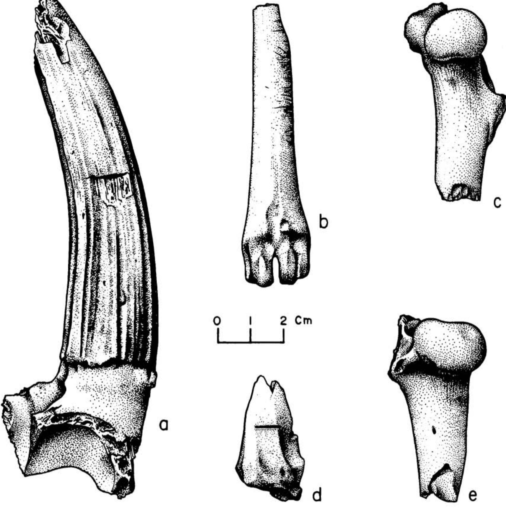 Bones of gazelle (gazella subgutturosa) from tepe ali kosh: