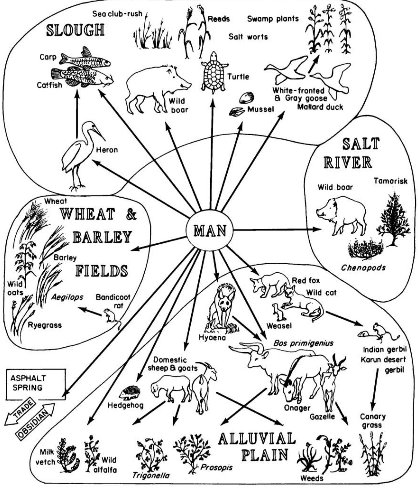 Simplified diagram of man’s exploitation of wild and