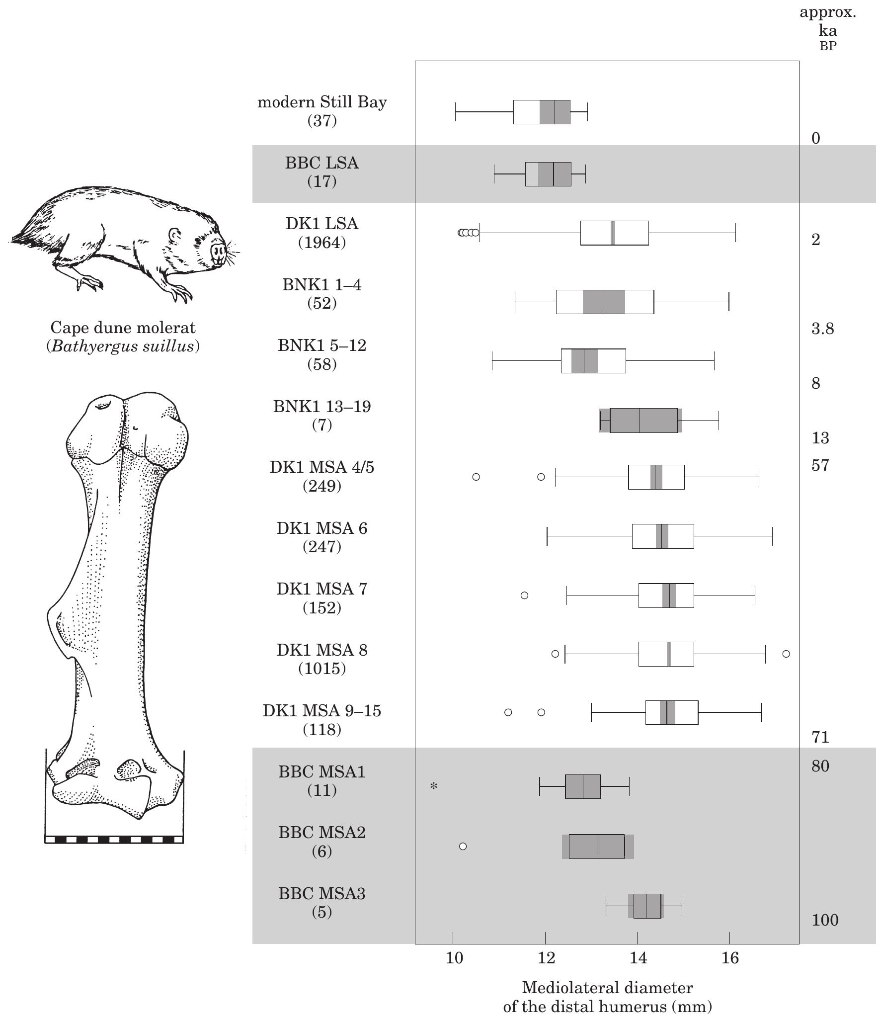 Boxplots summarizing the mediolateral diameters of cape dune