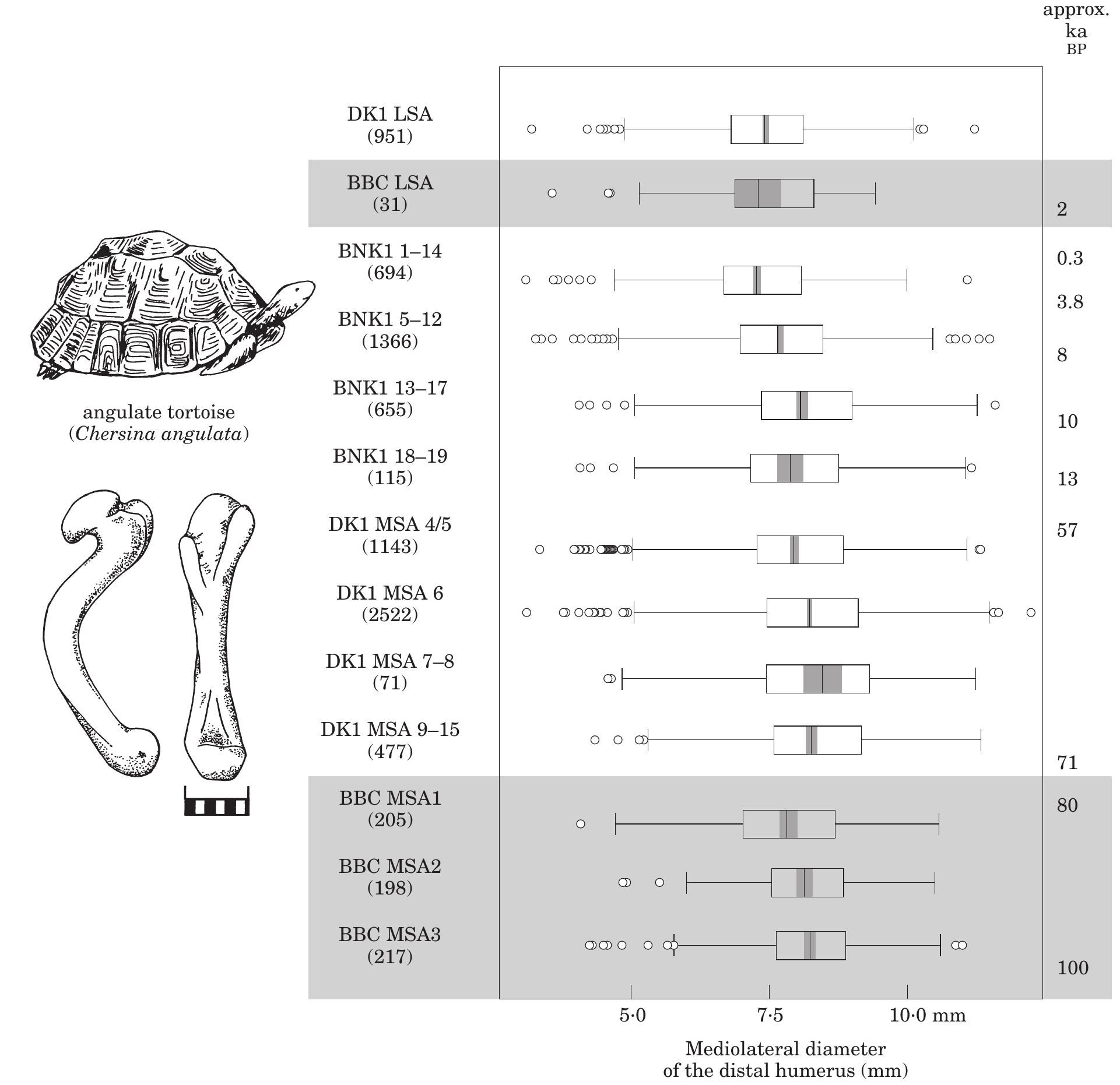 Boxplots summarizing the mediolateral diameters of tortoise