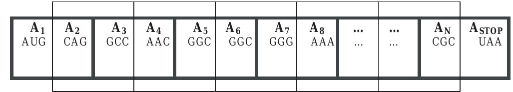 Grouping of codons into codon pairs. each codon from a