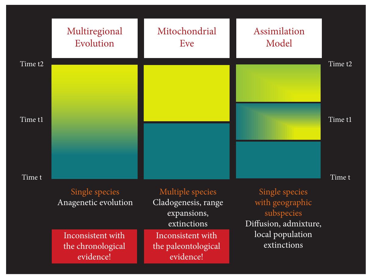 A million years ago, when the neandertal lineage began to