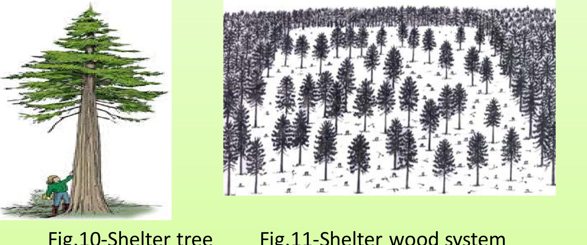 Criteria for leave-trees in shelter wood systems are: