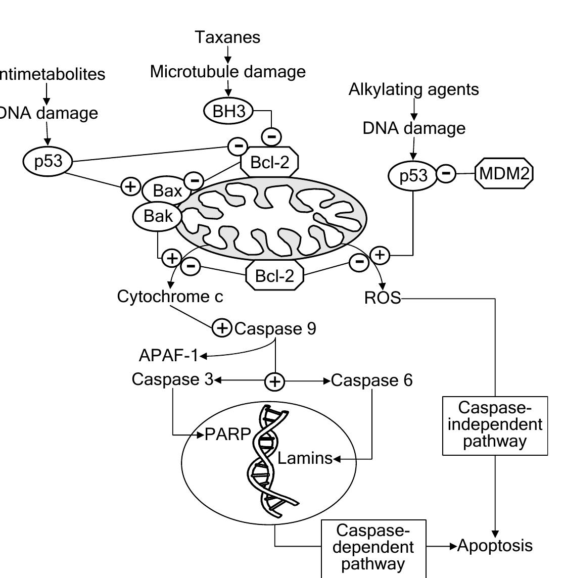 Schematic representation of apoptosis pathways triggered by