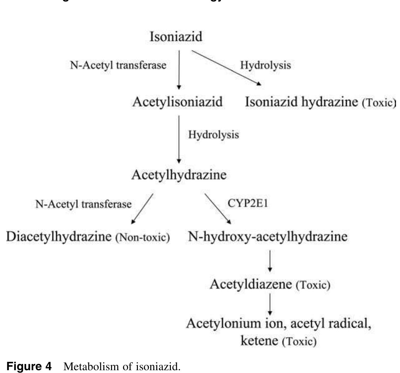 Two human nat functional genes (vat/ and nat2) and one