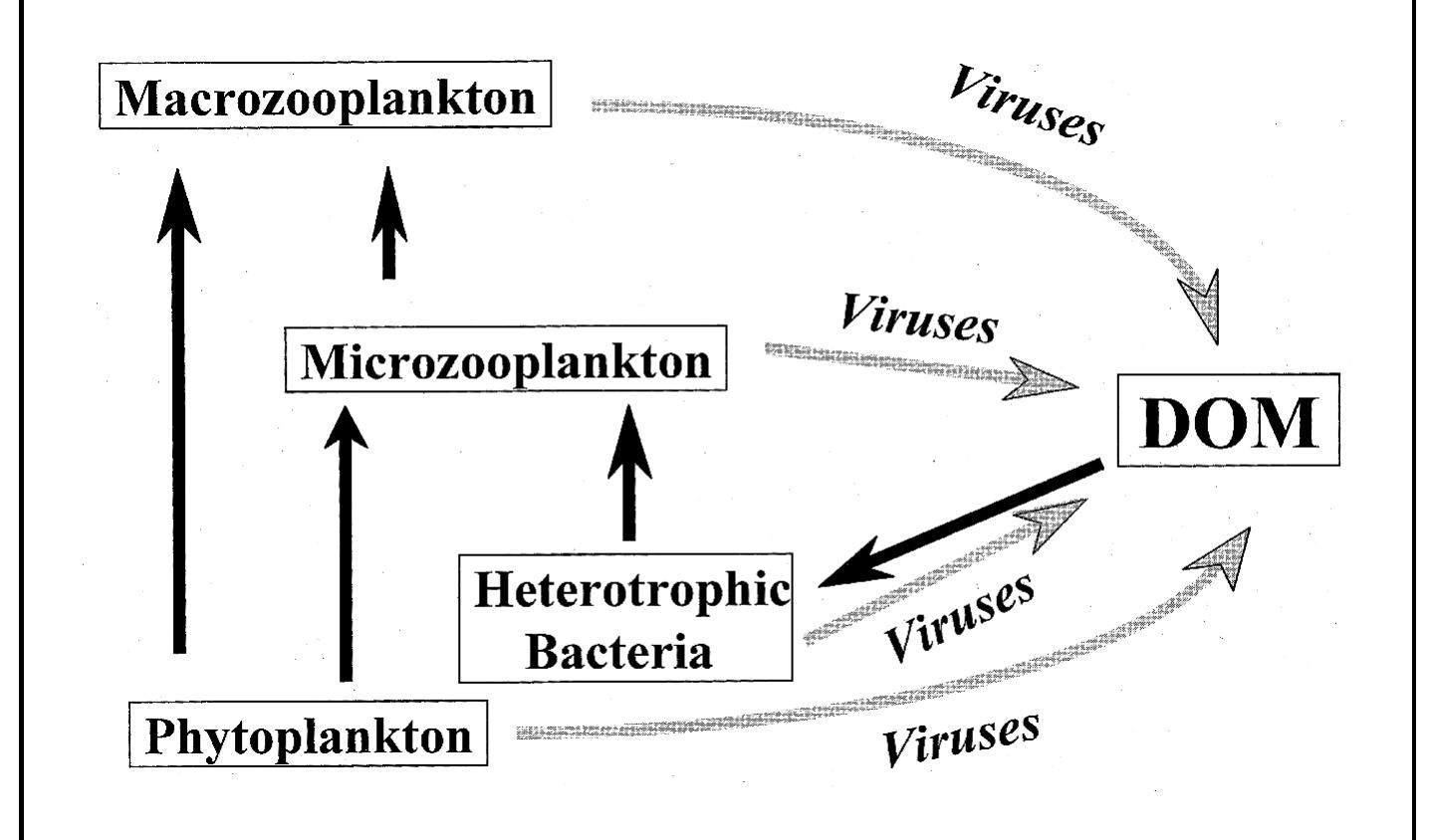 Figure 1 - from Viruses and nutrient cycles in the sea