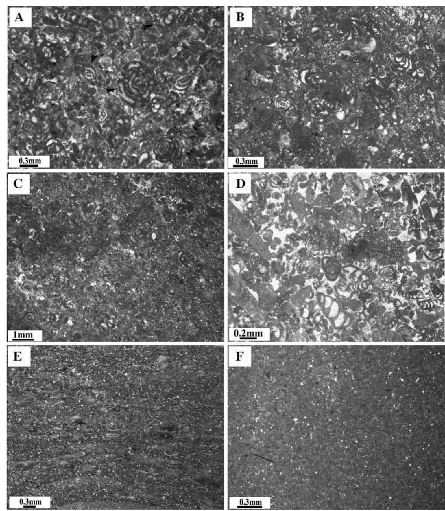 Mf 9: bioclast laminated mudstone mf 9 is represented by