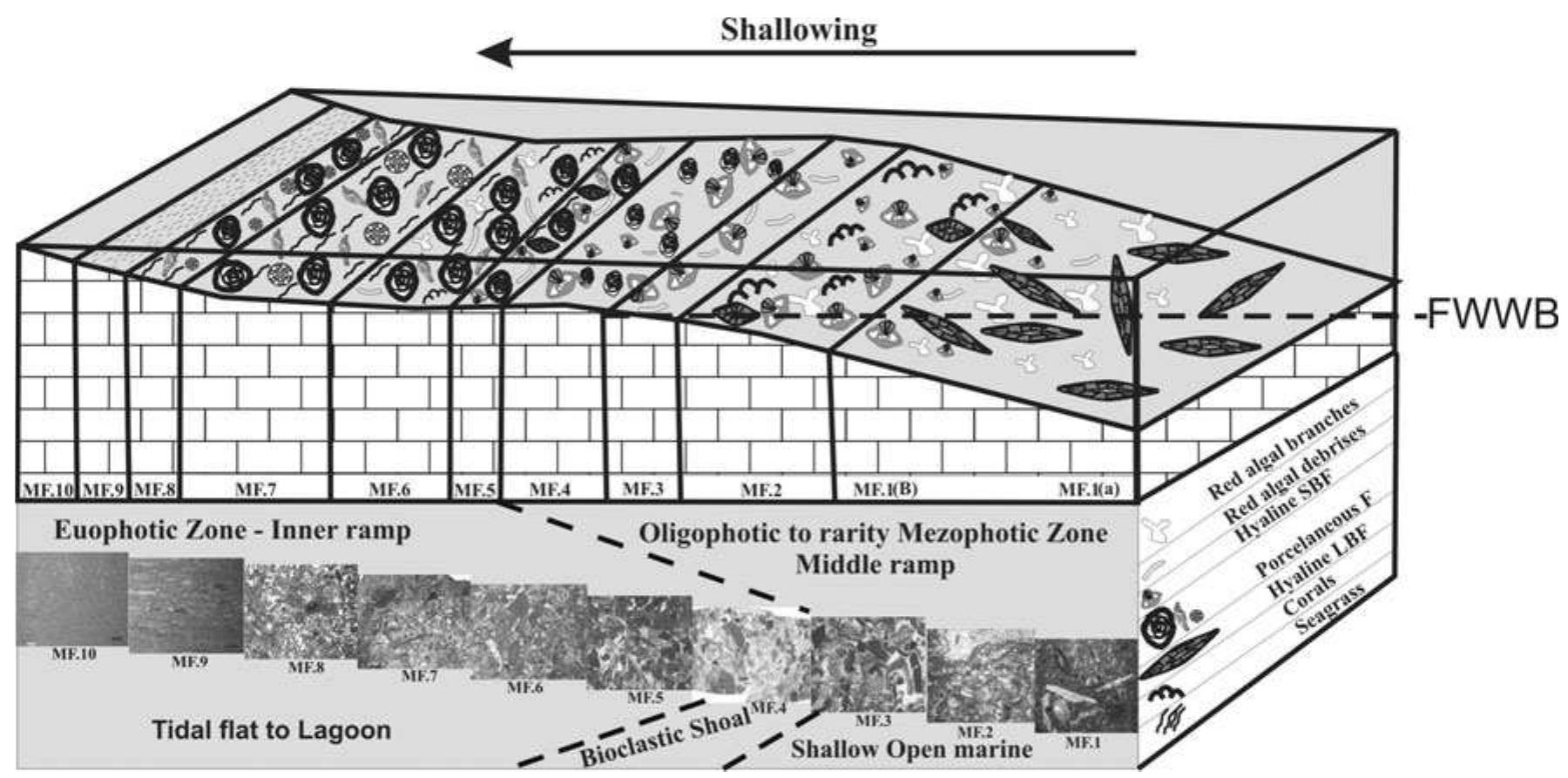 Sketch of facies model of carbonate ramp showing the
