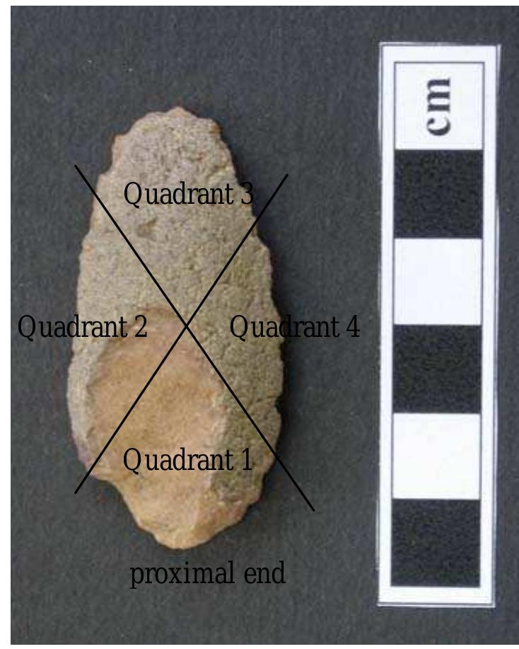 Division of dorsal surface in quadrants