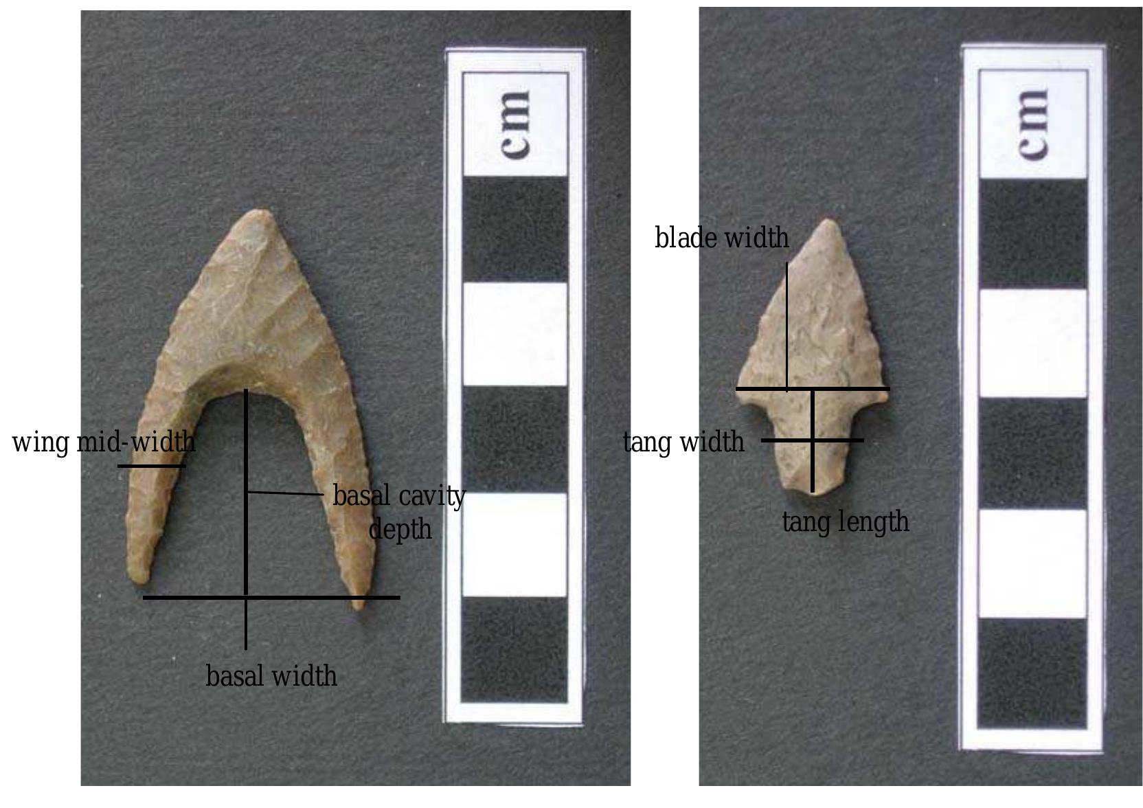 A dditional measurements for projectile points