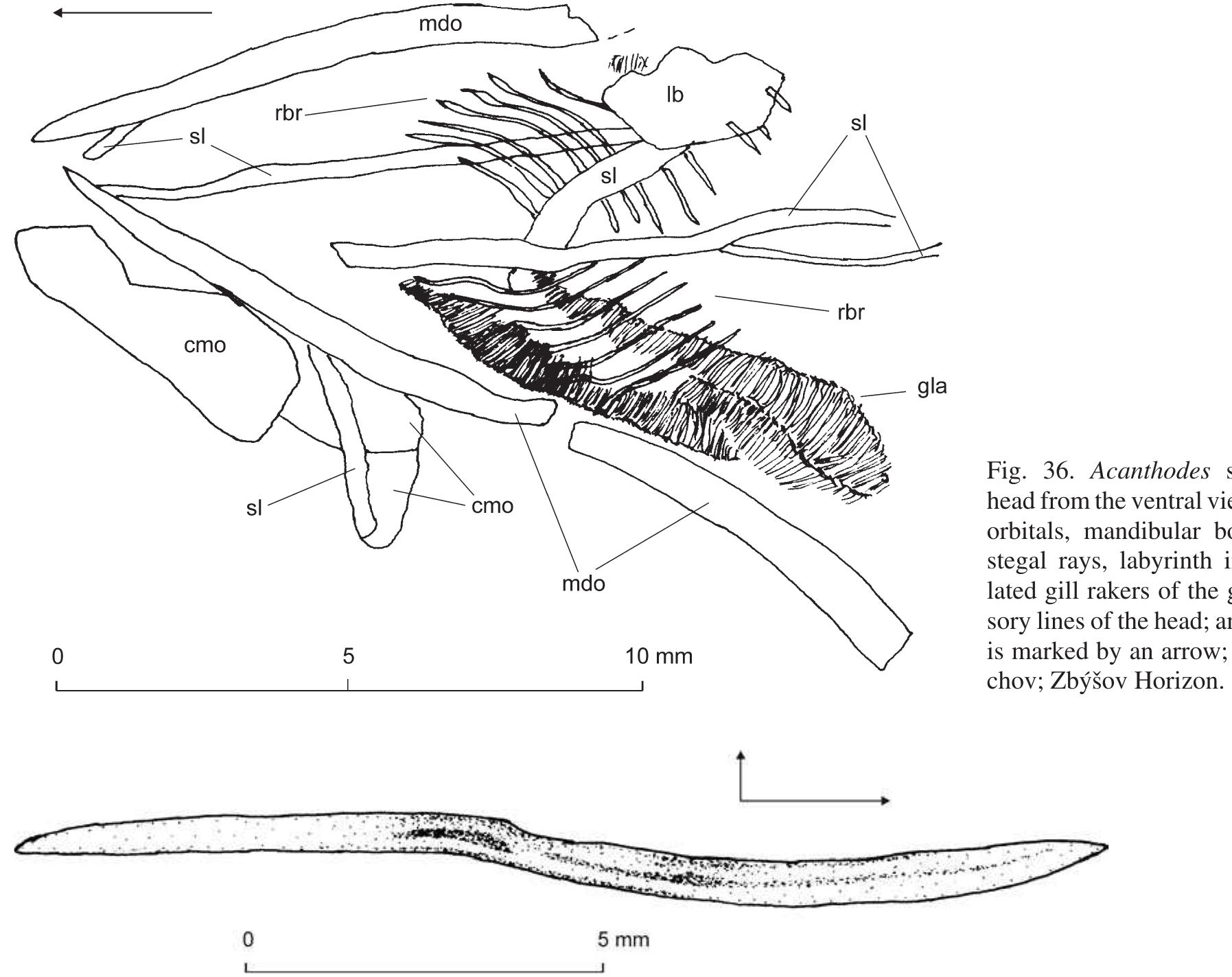Acanthodes sp.; mandibular bone in lateral view; anterior