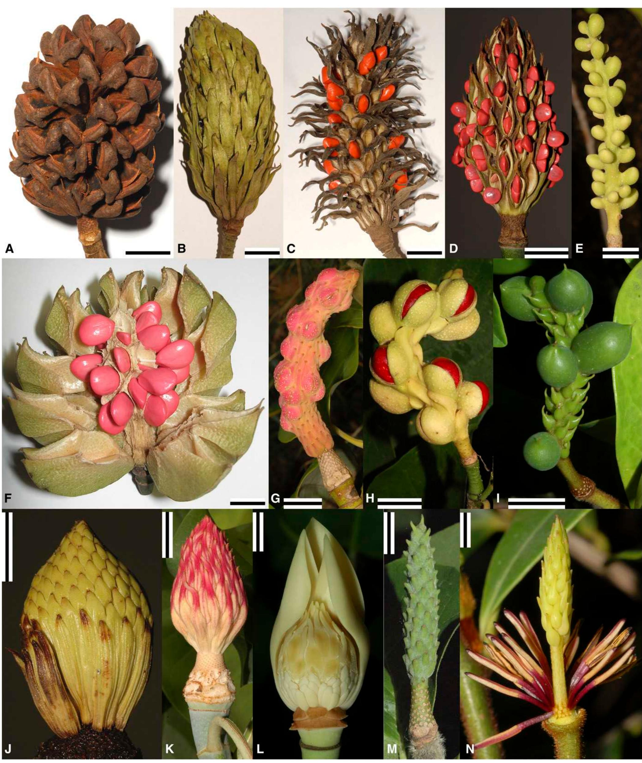 Morphology of gynoecia and fruits of magnoliaceae s.s. (a)