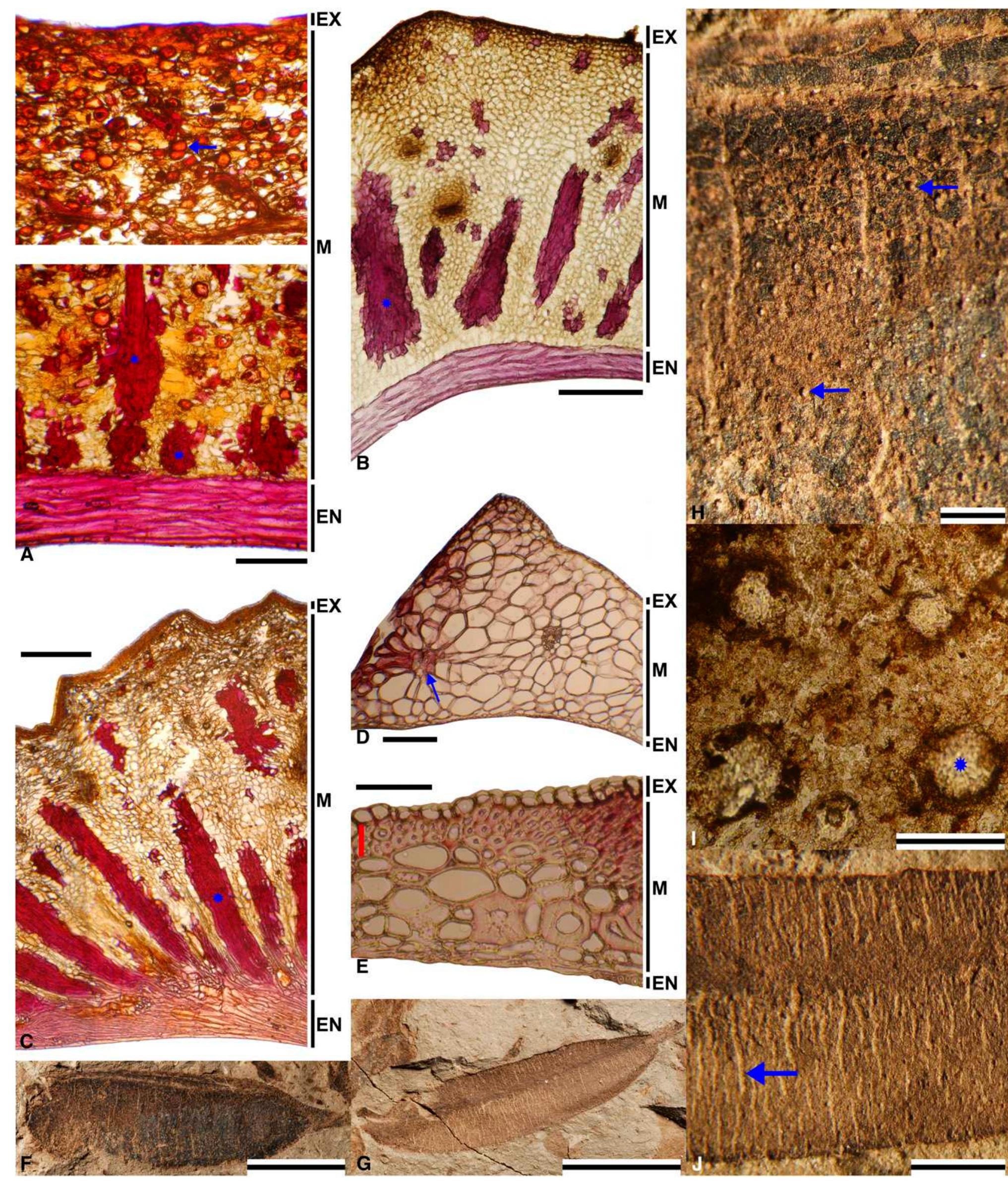 Pericarp anatomy of magnoliaceae s.s., liriodendron, and