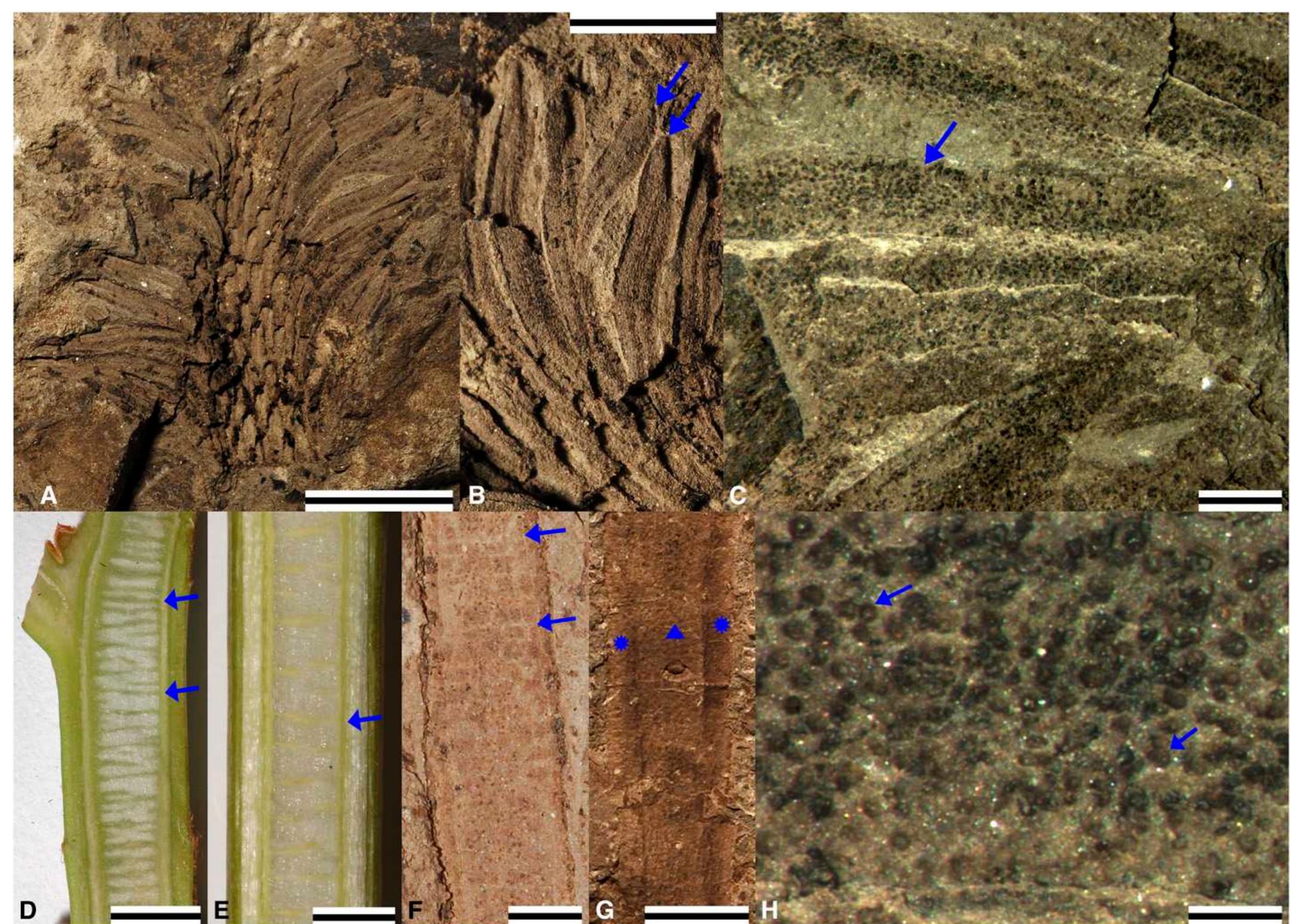 (a, b) morphology and (c, h) anatomy of archaeanthus