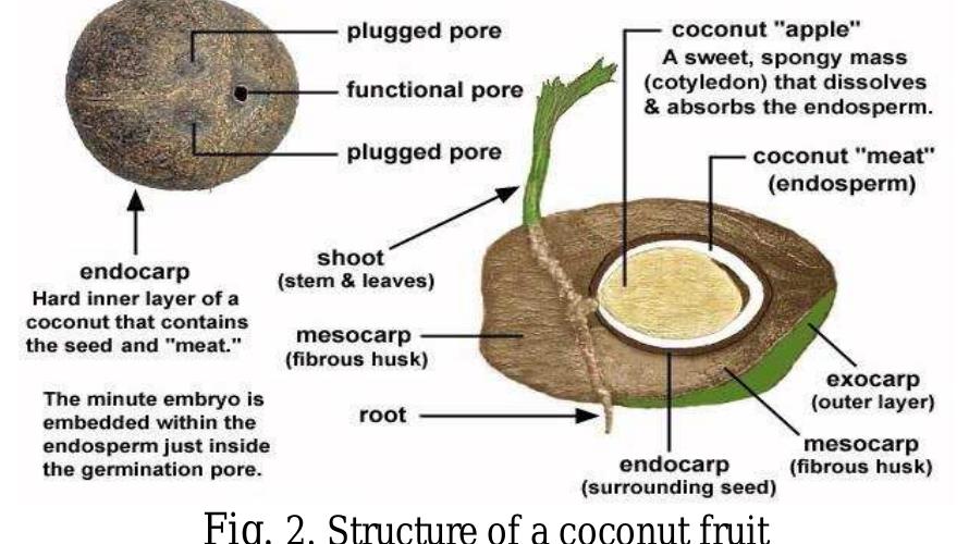 Called a mesocarp (f), and a hard inner layer called an