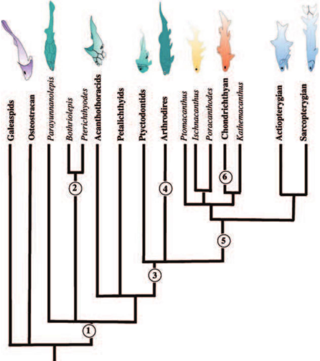 Cladogram showing distribution of pelvic girdle and claspers
