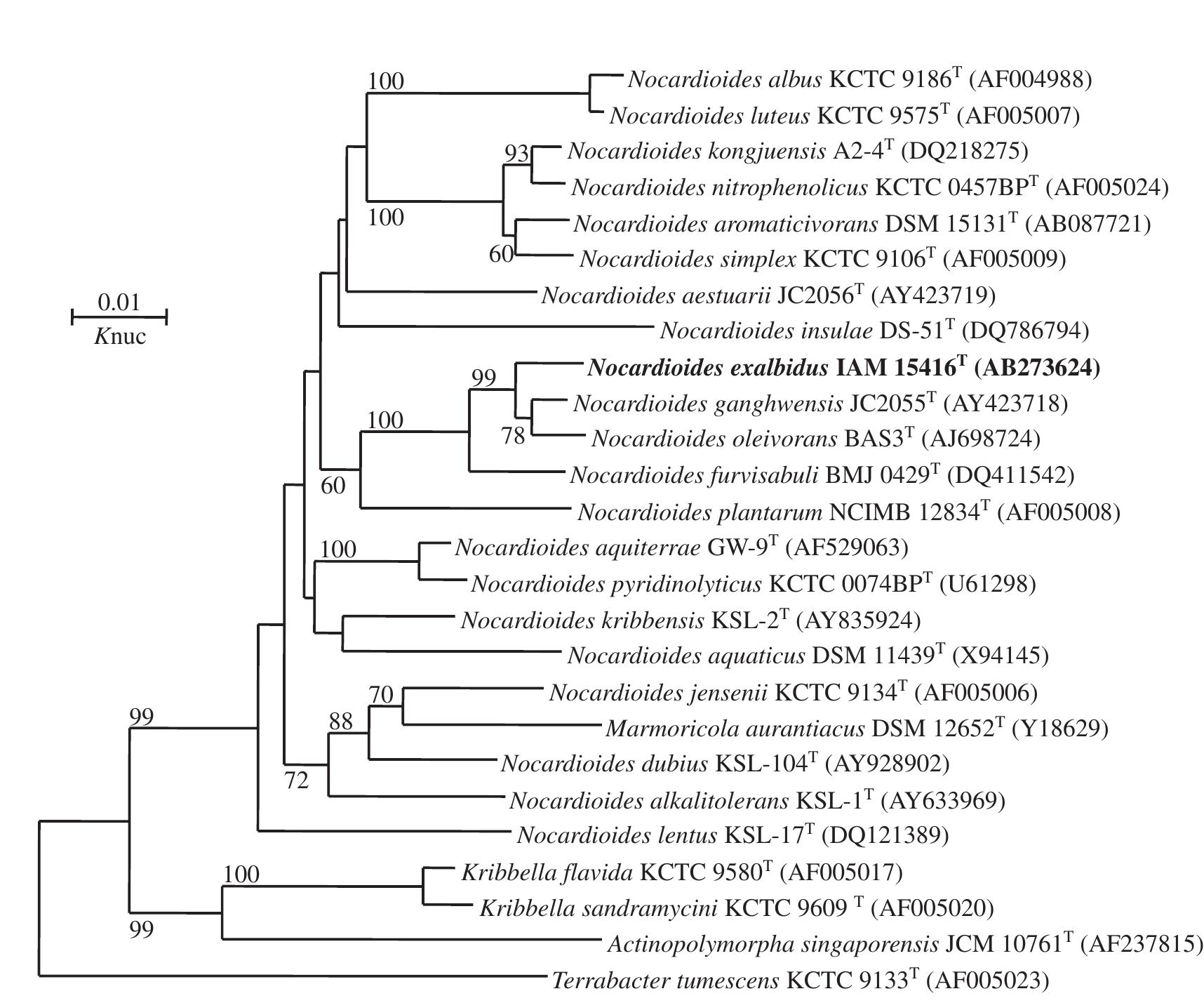 The 16s rrna gene sequence phylogenetic tree generated using