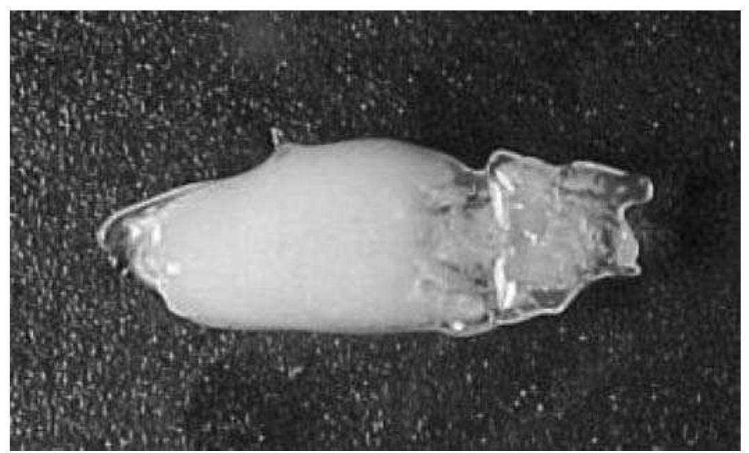 —macro-image of the inferior canine tooth shown in fig. 5 af