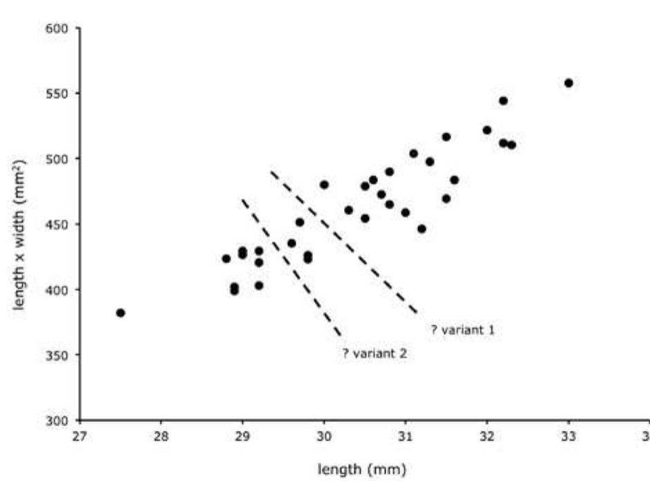 Scatter diagram of the lower first molars from krizna jama.