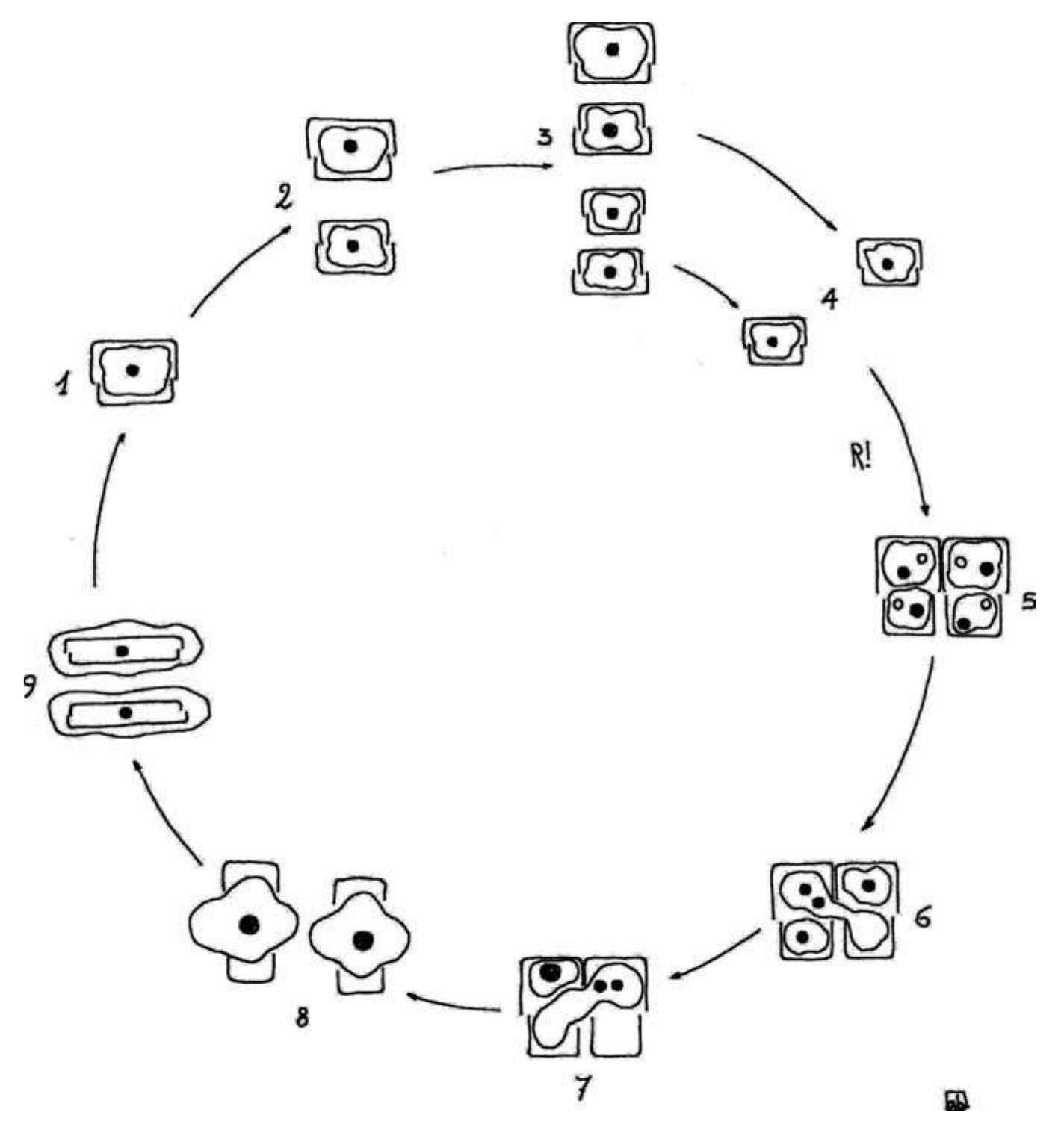 20 life cycle of a diatom: 1, vegetative cell; 2, 3,