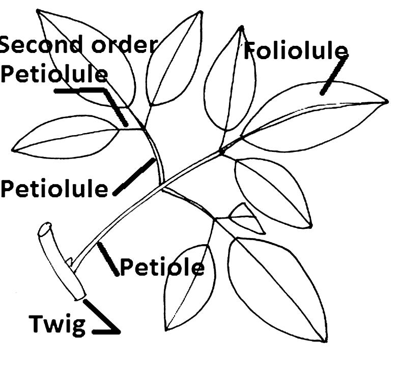 Compound Leaf Drawing With Label