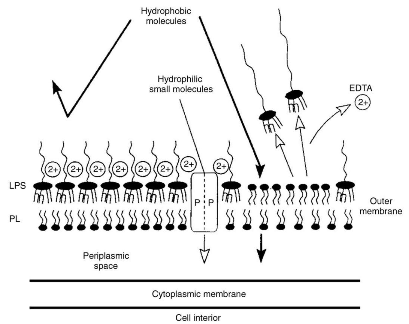 2 gram-negative bacterial outer membrane showing the intact