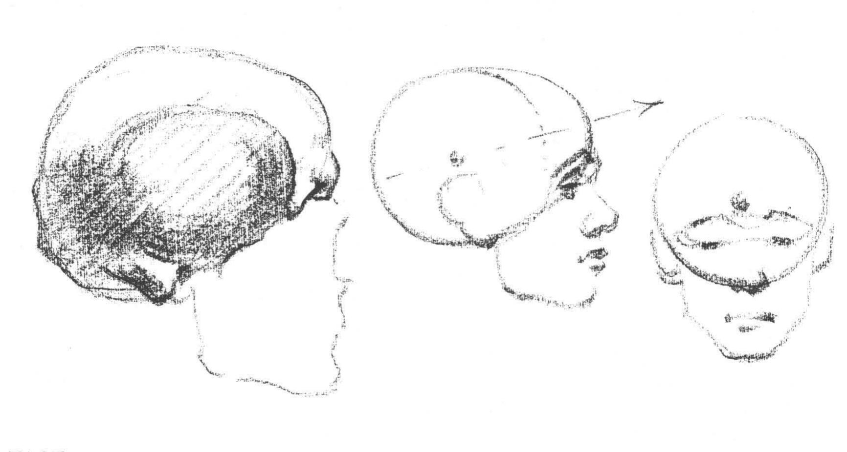 (PDF) Atlas of Human Anatomy for the Artist