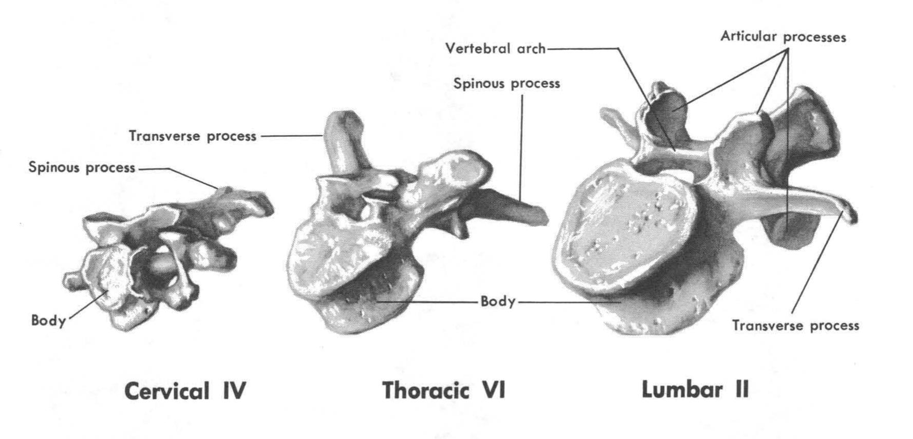 (PDF) Atlas of Human Anatomy for the Artist