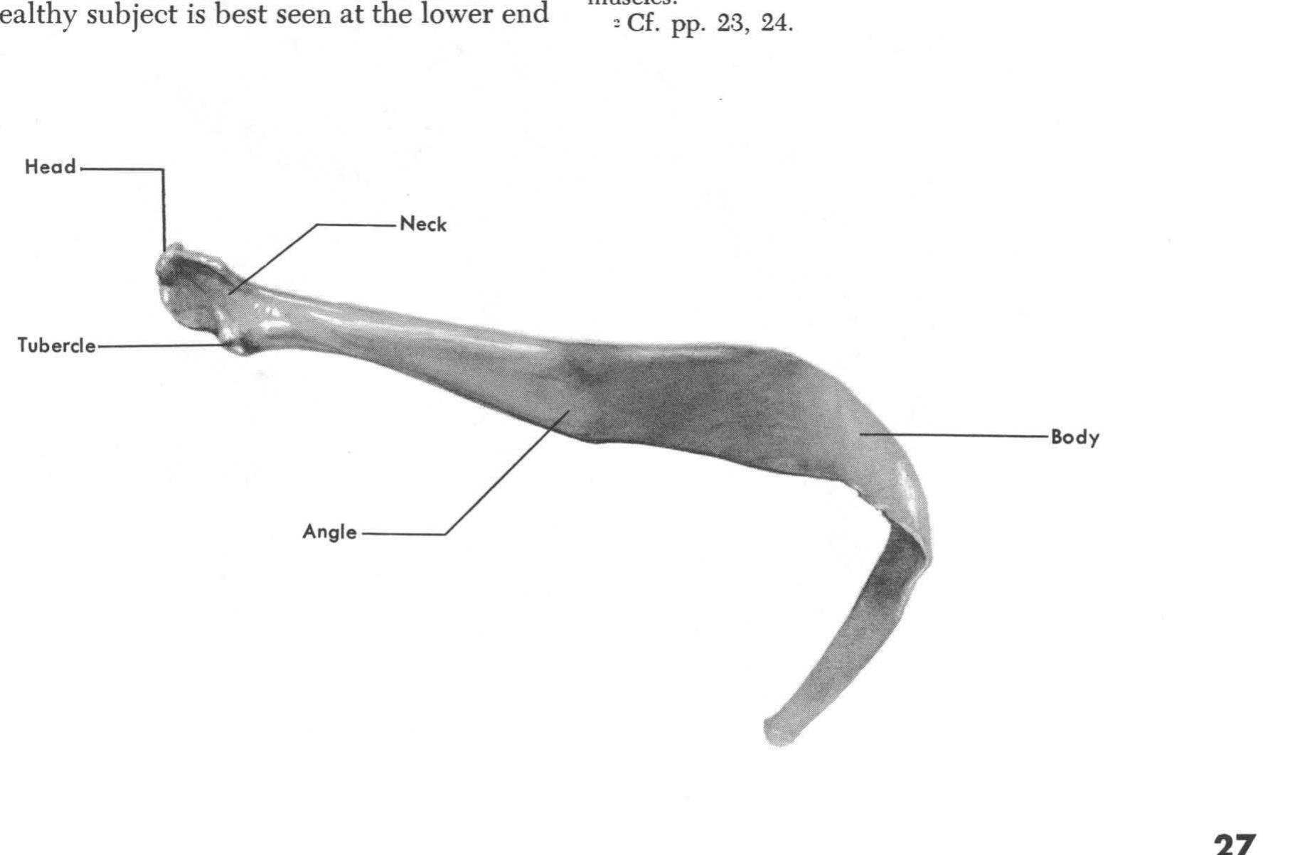 (PDF) Atlas of Human Anatomy for the Artist
