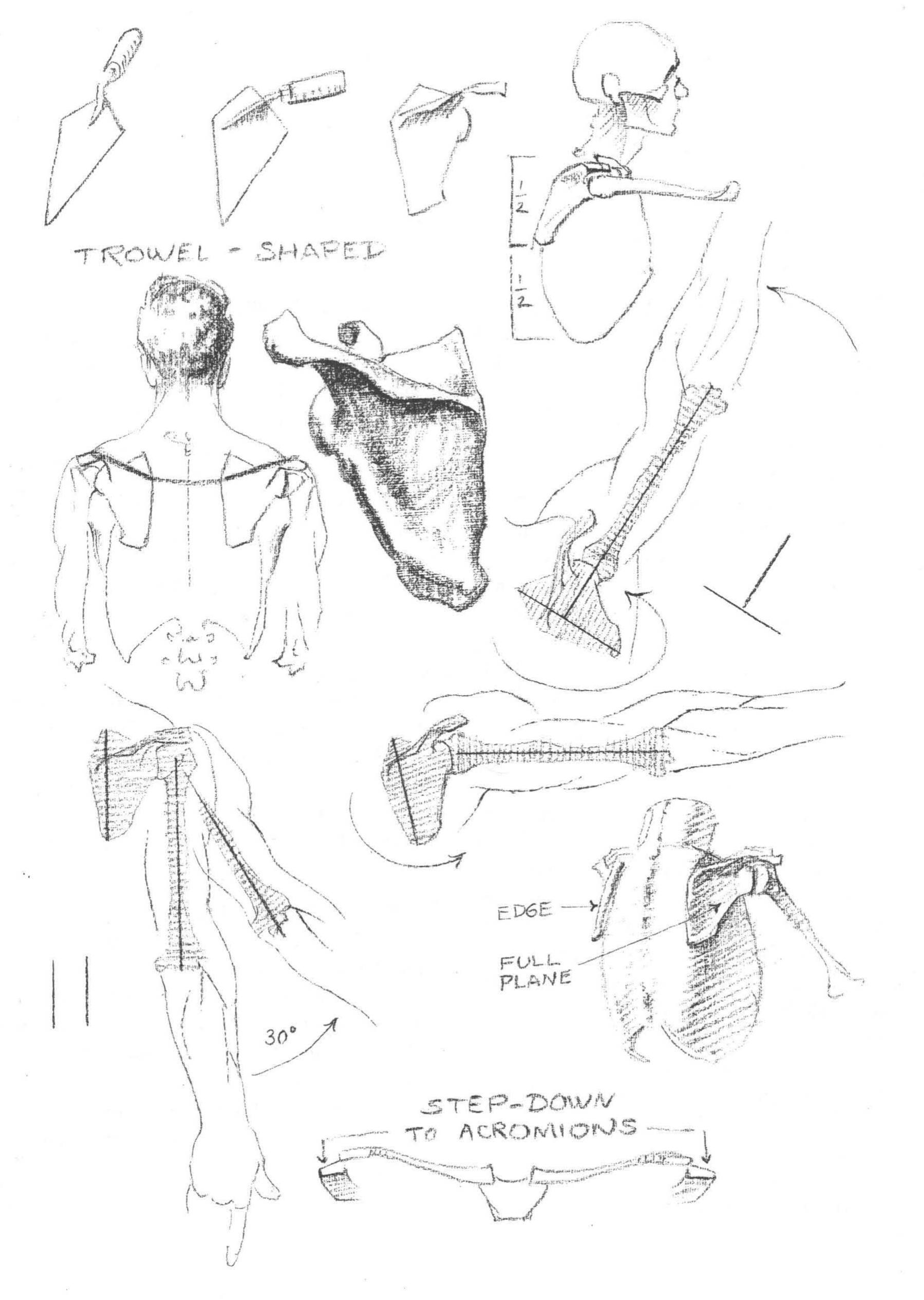 Figure 31 - Atlas of Human Anatomy for the Artist