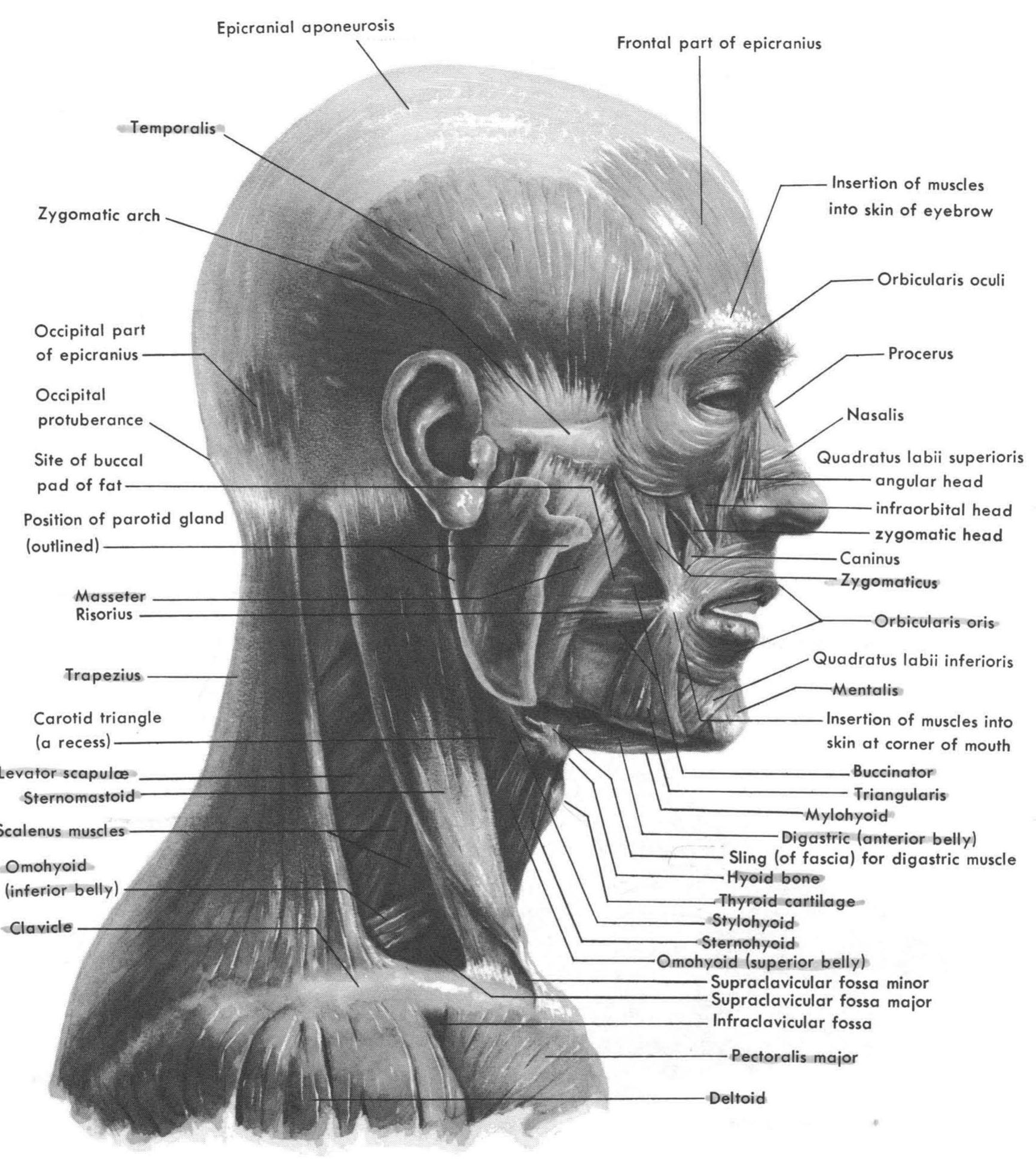 (PDF) Atlas of Human Anatomy for the Artist