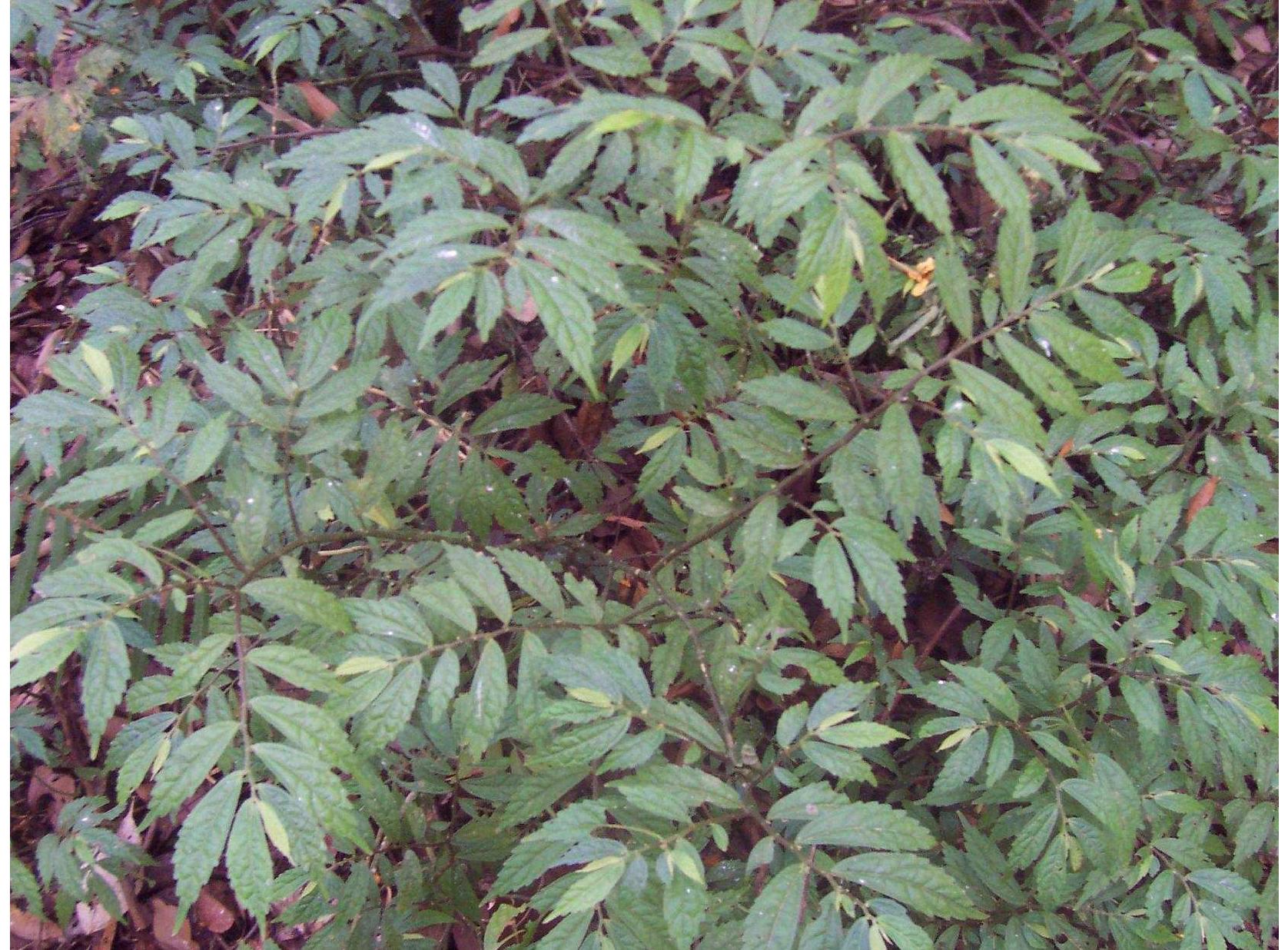 Plate 6. elatostema sp. — one of the most dominant ground