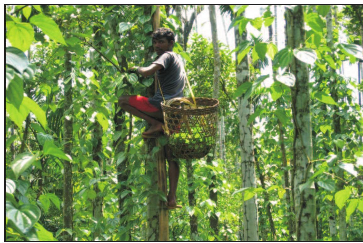 The khasia betel-leaf based agroforestry practice materials