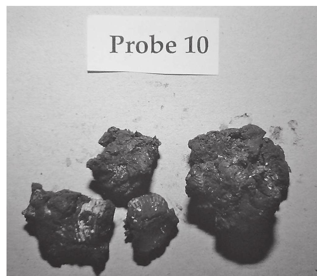 (above). auger sample with mud and shells, may 1995 (photo: