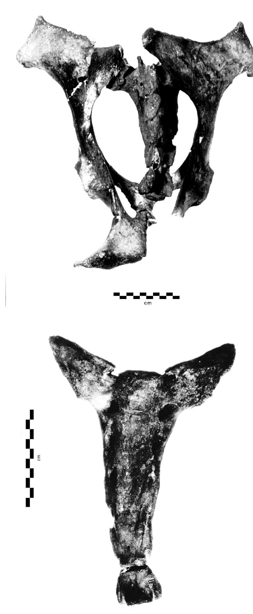 Dorsal view of pelvis and ventral view of the sacrum to show