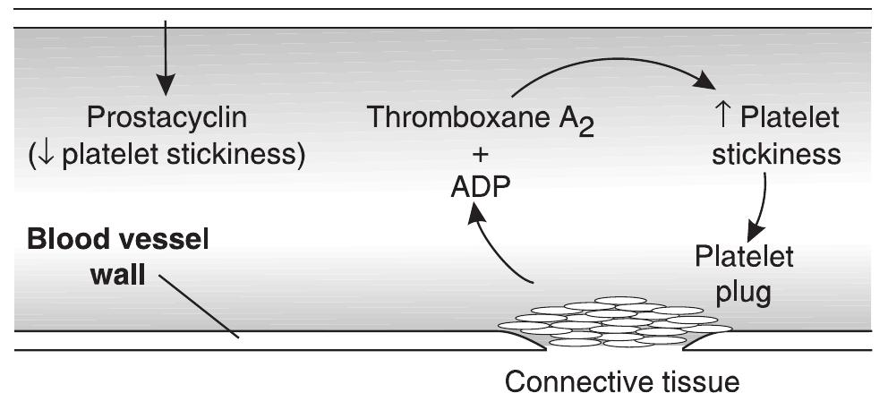 Platelets form plugs in regions of vascular damage