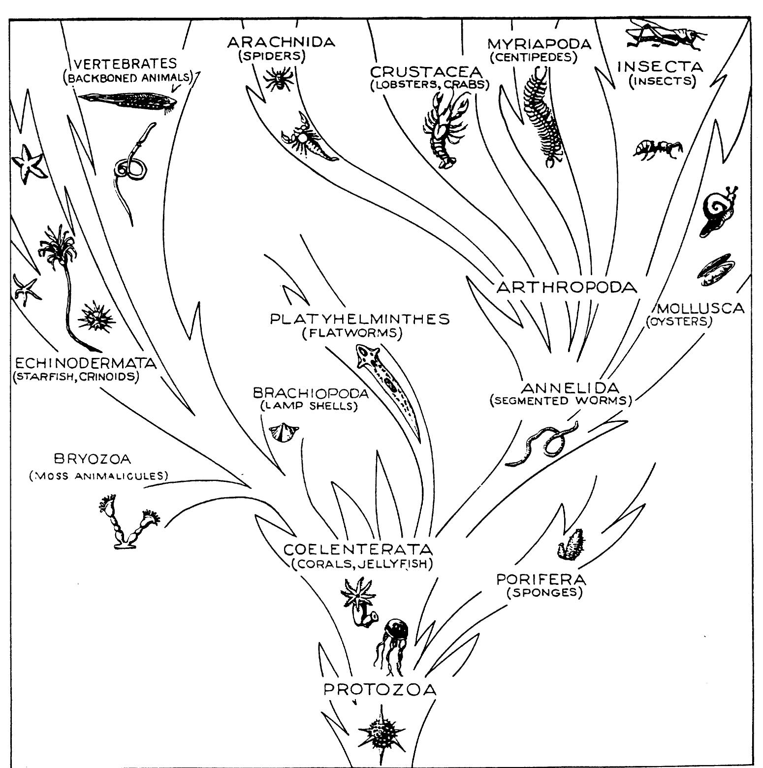 A simplified family tree of the animal kingdom, to show the