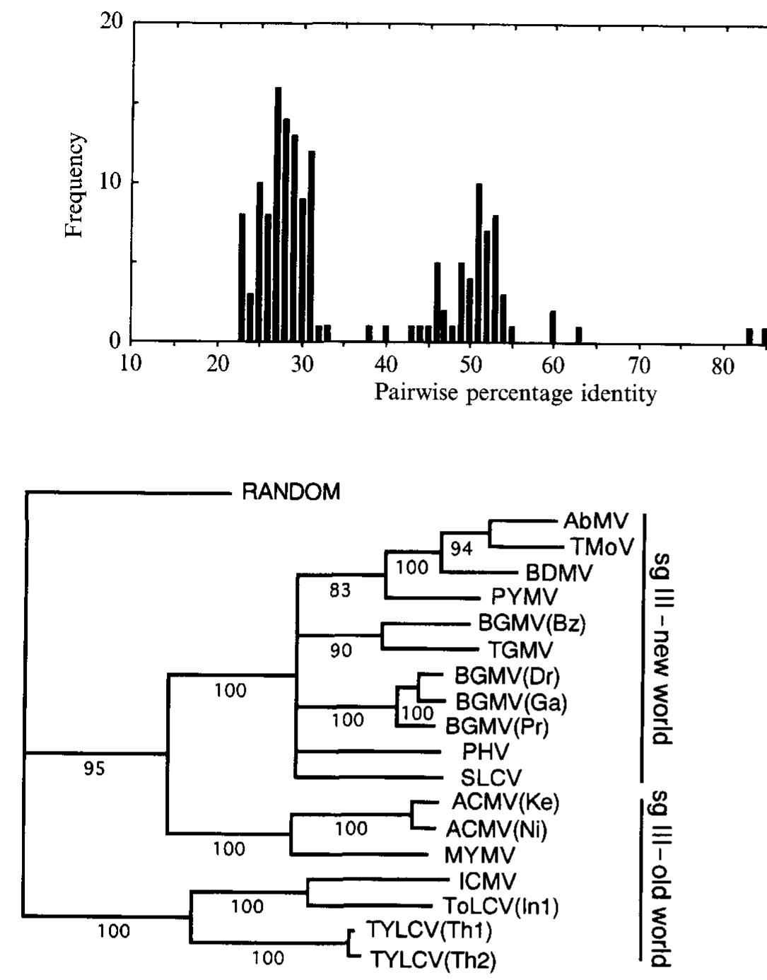Phylogenetic tree obtained from the alignment of b component