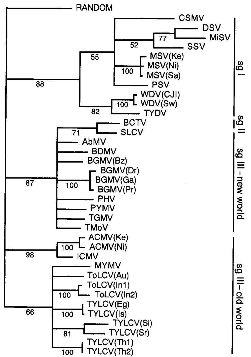 Phylogenetic tree obtained from the alignment of
