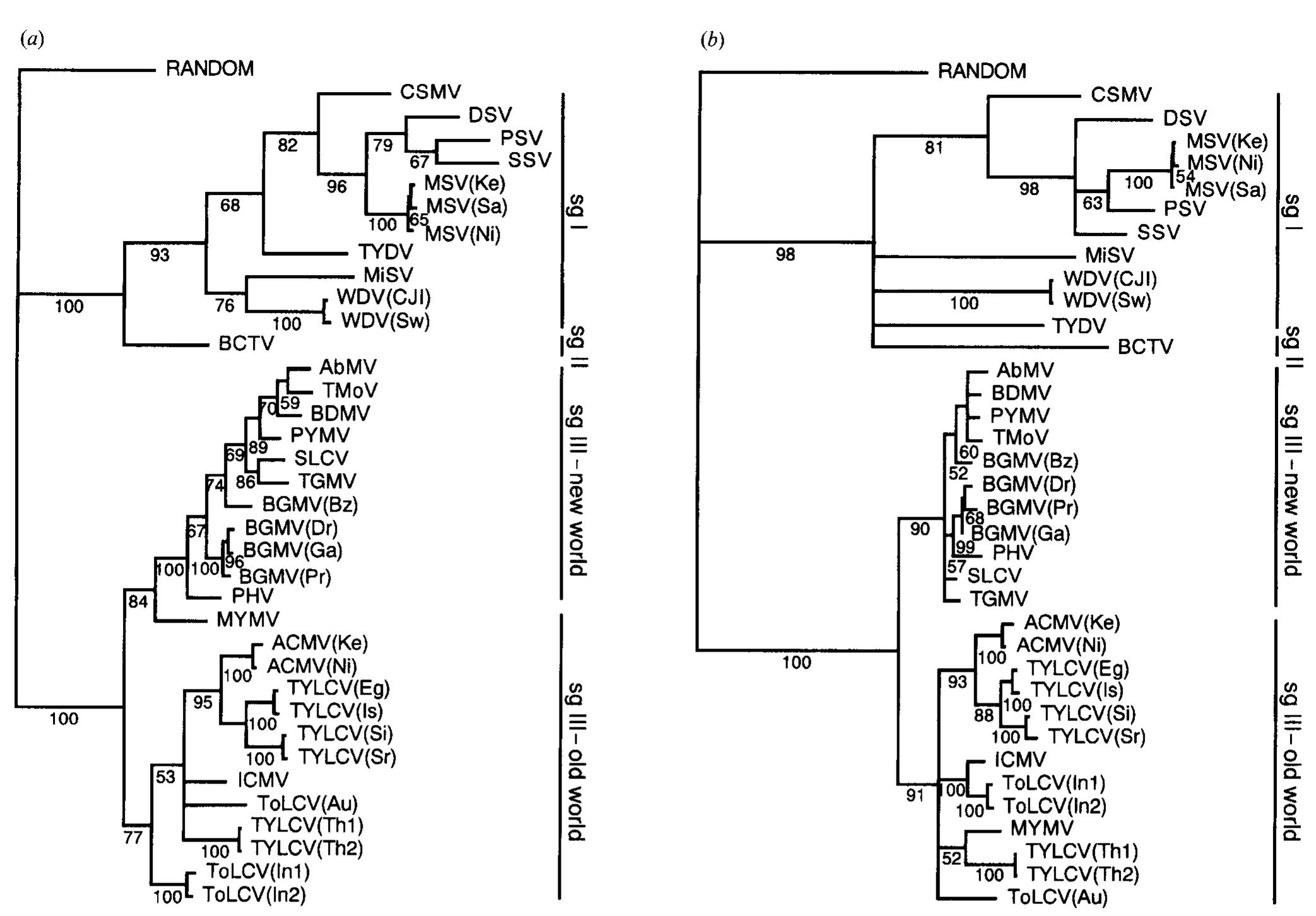 Phylogenetic tree obtained from the alignment of the coat