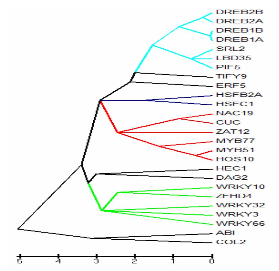The phylogenetic tree using the mega 5 program. the maximum