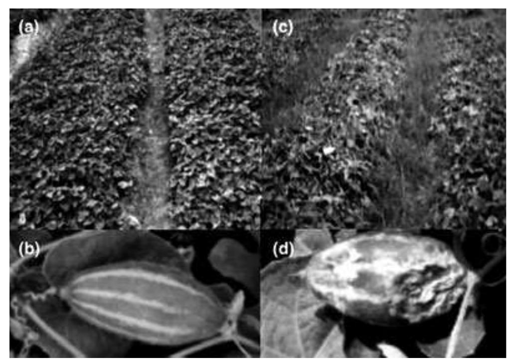 Figure 1 - from Phytophthora melonis associated with fruit